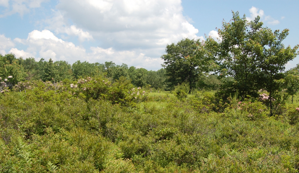 Early Successional Habitat - Atlantic Coast Joint Venture