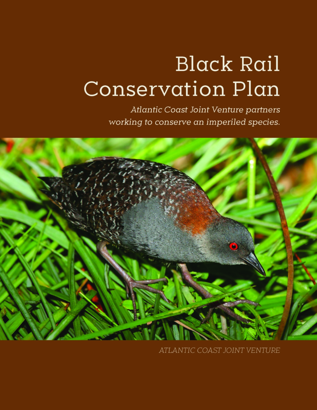 Black Rail Plan - Atlantic Coast Joint Venture
