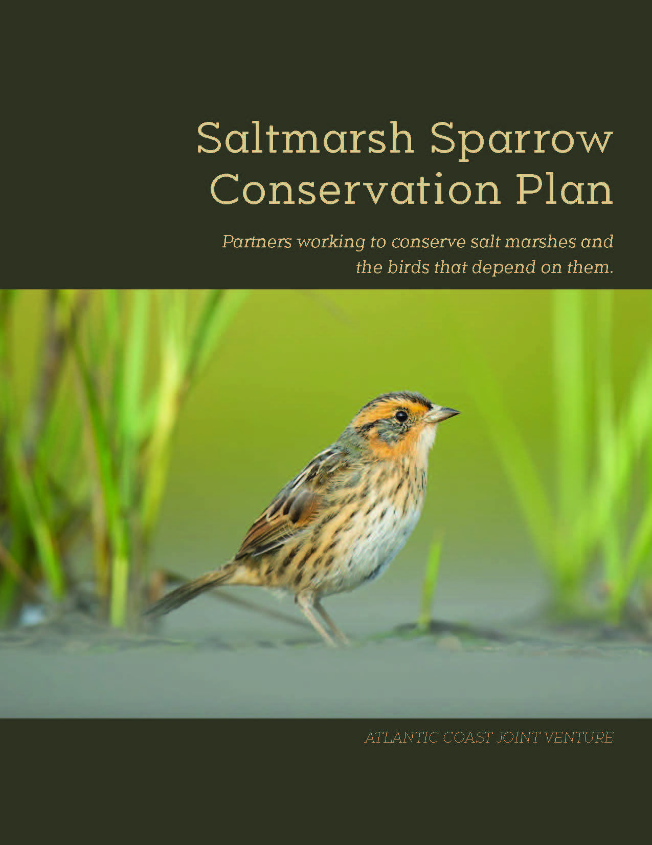 Saltmarsh Sparrow Plan - Atlantic Coast Joint Venture