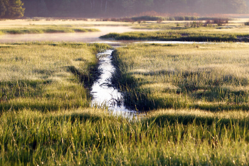 Innovative Salt Marsh Restoration Project Launched in the Great Marsh ...