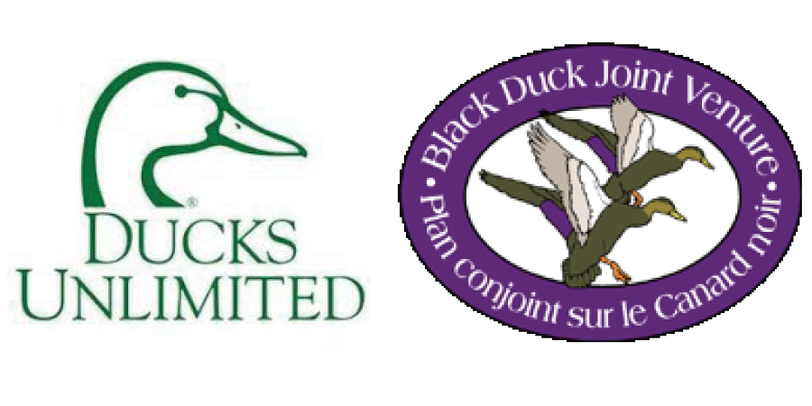 American Black Duck Accomplishments 2020 - Atlantic Coast Joint Venture