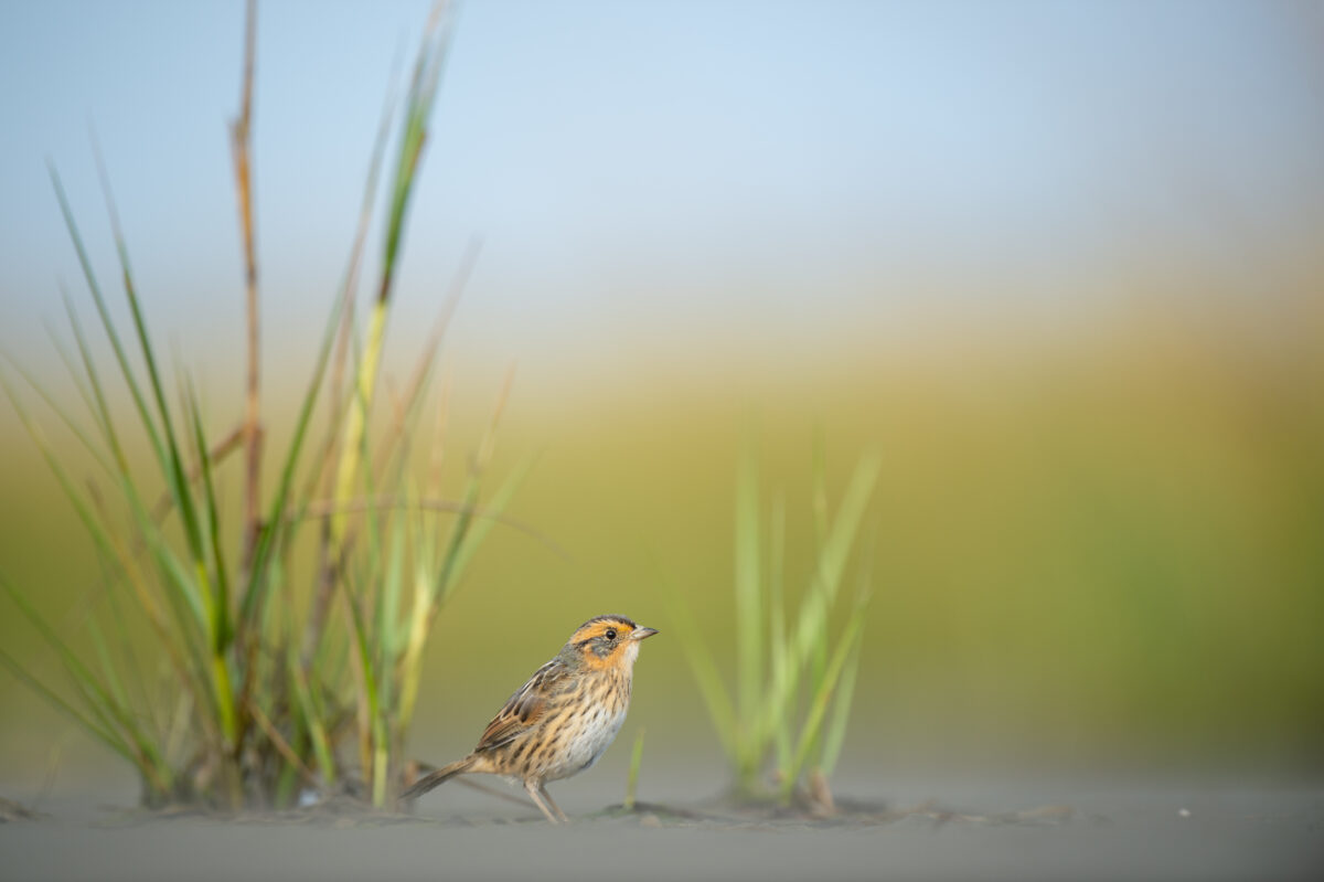 Saltmarsh Sparrow Accomplishments 2020 - Atlantic Coast Joint Venture